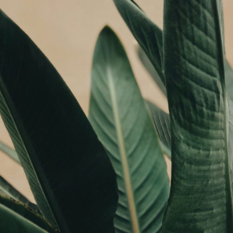 4 Ways To Feng Shui Your Bedroom For Better Sleep | Avocado Green® Magazine